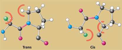 Lecture 6 - Protein Structure 6