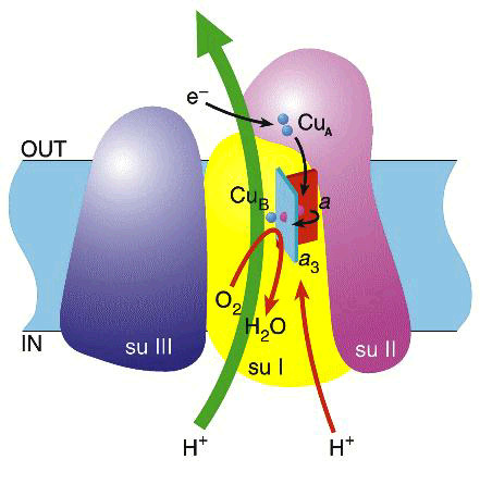 Cytochrome c oxidase